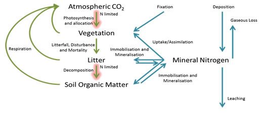Nitrogen and the Terrestrial Carbon Cycle in UKESM1 - UKESM